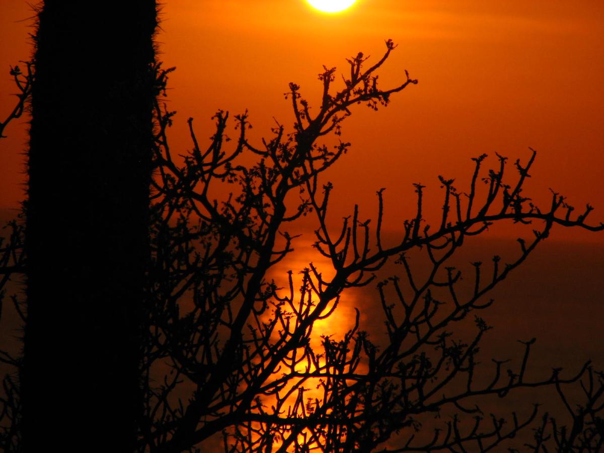 A Prose Poem and A Poem by Laura Stringfellow – BURNING HOUSE PRESS