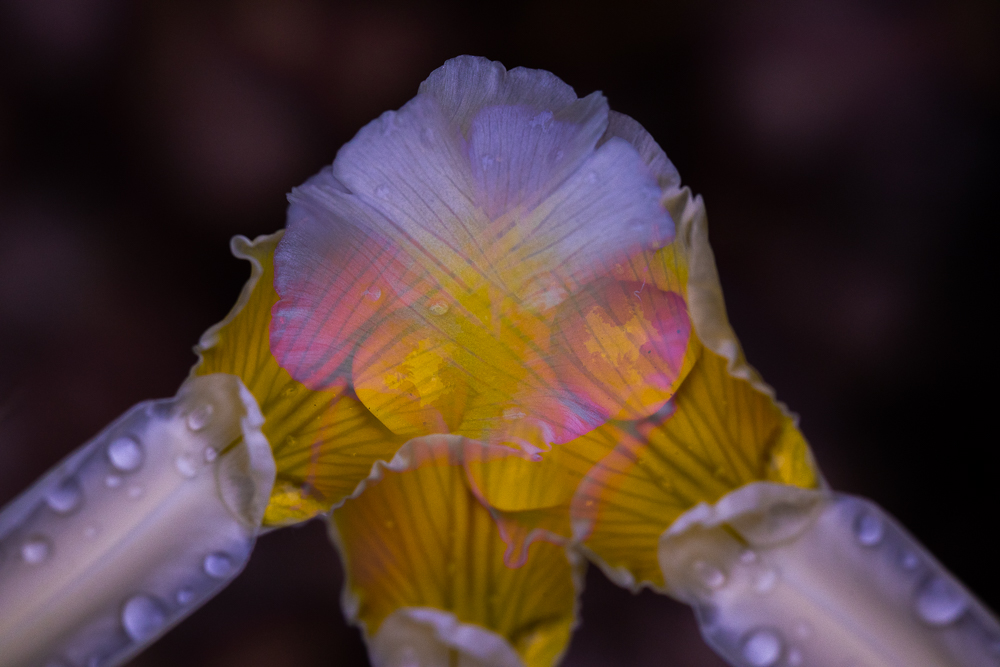 What We Saw by Sarah Neilson – BURNING HOUSE PRESS